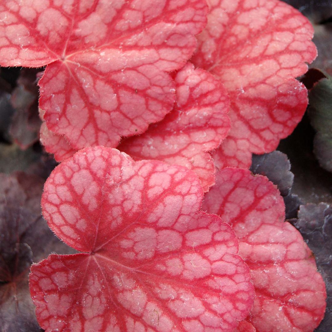 Heuchera ‘Pewter Veil’ | TERRA NOVA® Nurseries, Inc.