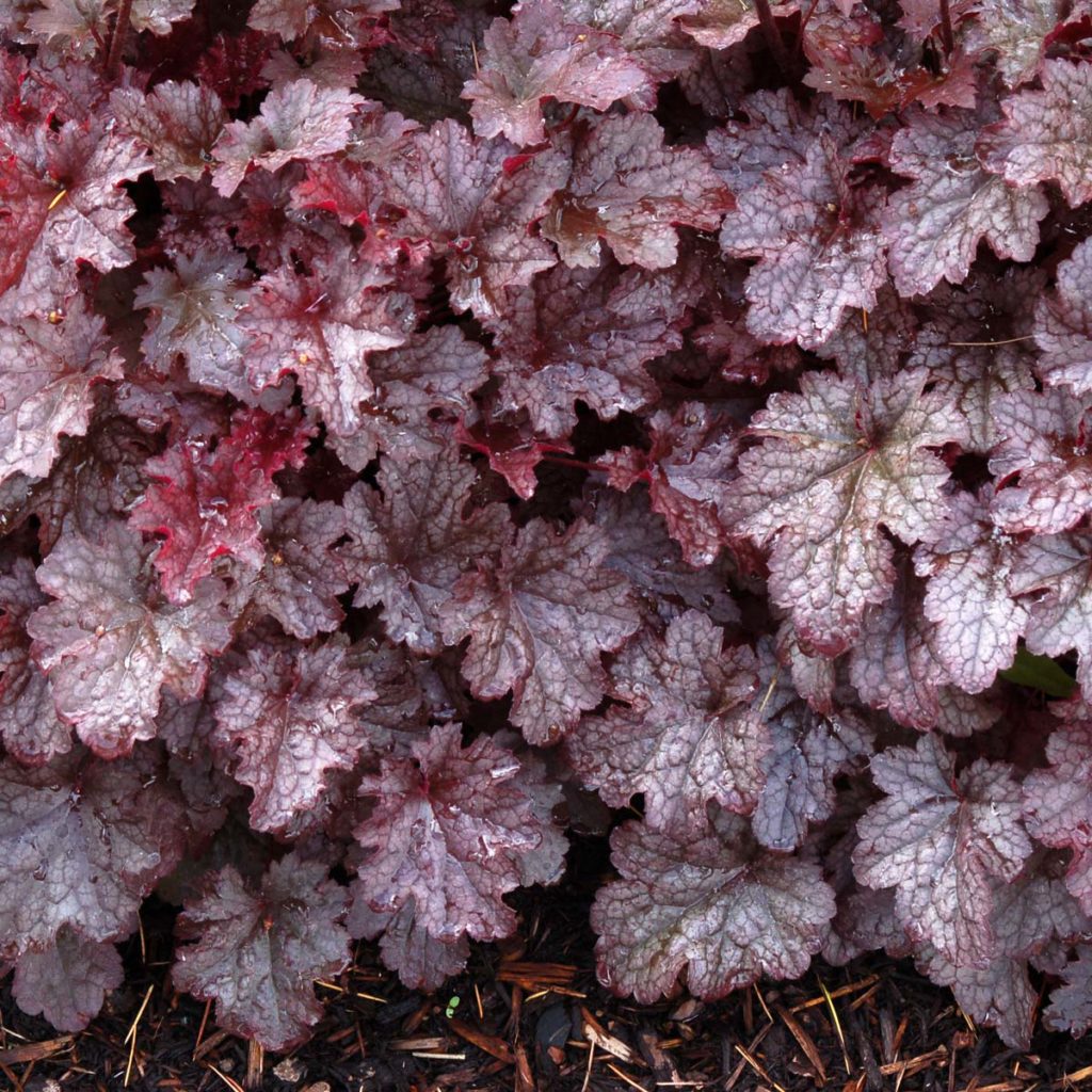Heuchera ‘Plum Pudding’ | TERRA NOVA® Nurseries, Inc.