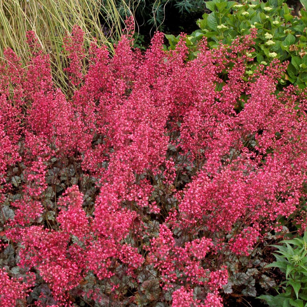 Heuchera ‘Rave On’ | TERRA NOVA® Nurseries, Inc. Heuchera ‘Rave On’ | TERRA NOVA® Nurseries, Inc.