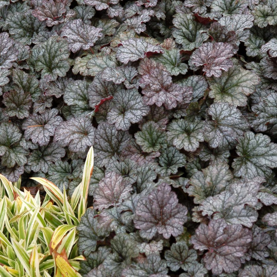 Heuchera ‘Rave On’ | TERRA NOVA® Nurseries, Inc. Heuchera ‘Rave On’ | TERRA NOVA® Nurseries, Inc.