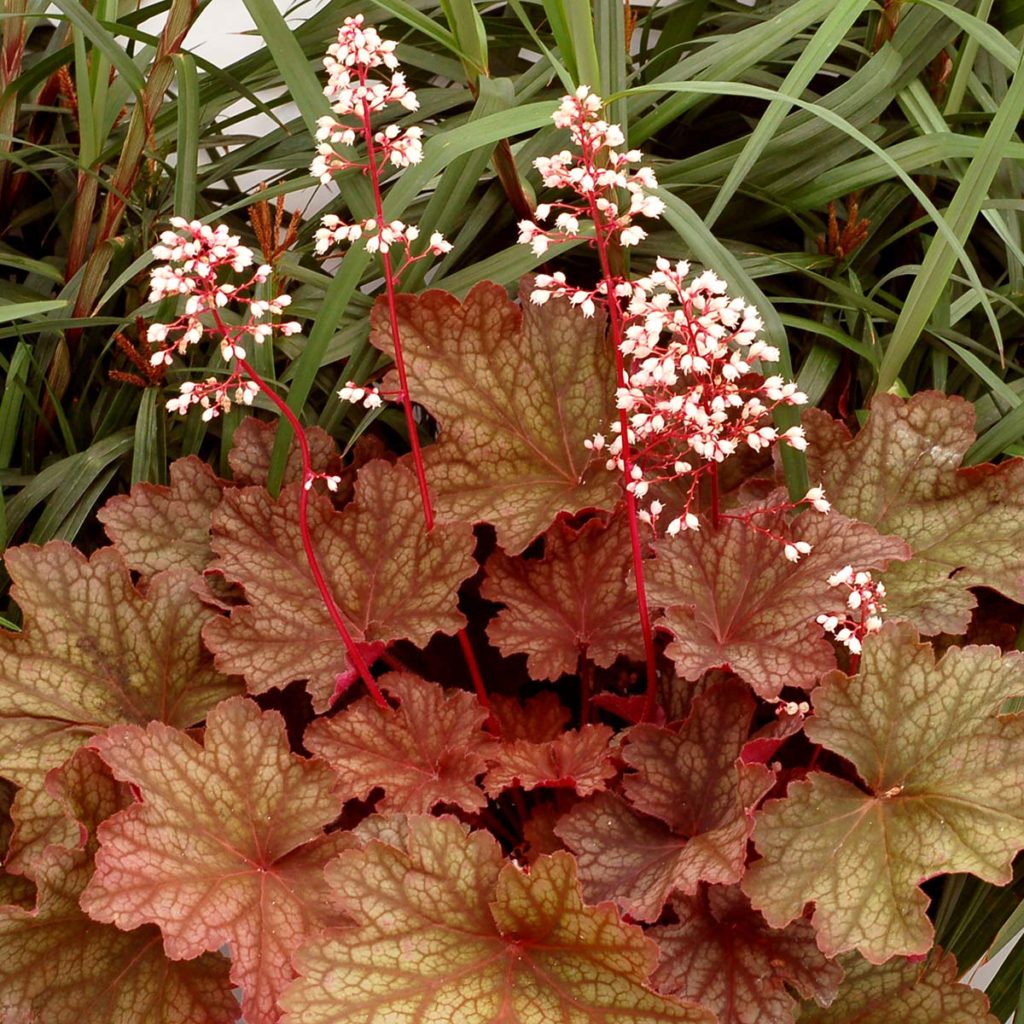 Heuchera CITY™ Collection | TERRA NOVA® Nurseries, Inc.