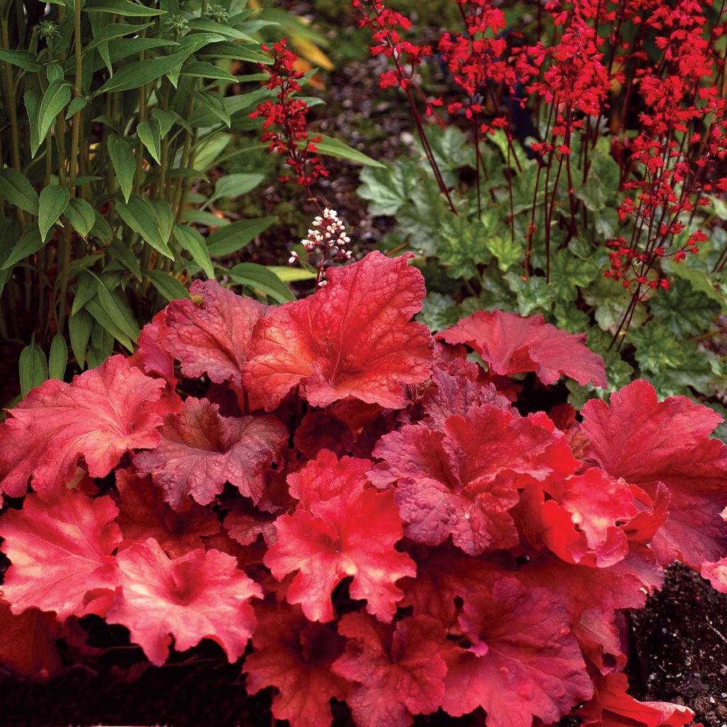 Heuchera ‘Rio’ | TERRA NOVA® Nurseries, Inc.