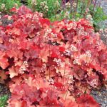 Heuchera ‘Rio’ | TERRA NOVA® Nurseries, Inc.