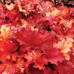 Heuchera ‘Rio’ | TERRA NOVA® Nurseries, Inc.