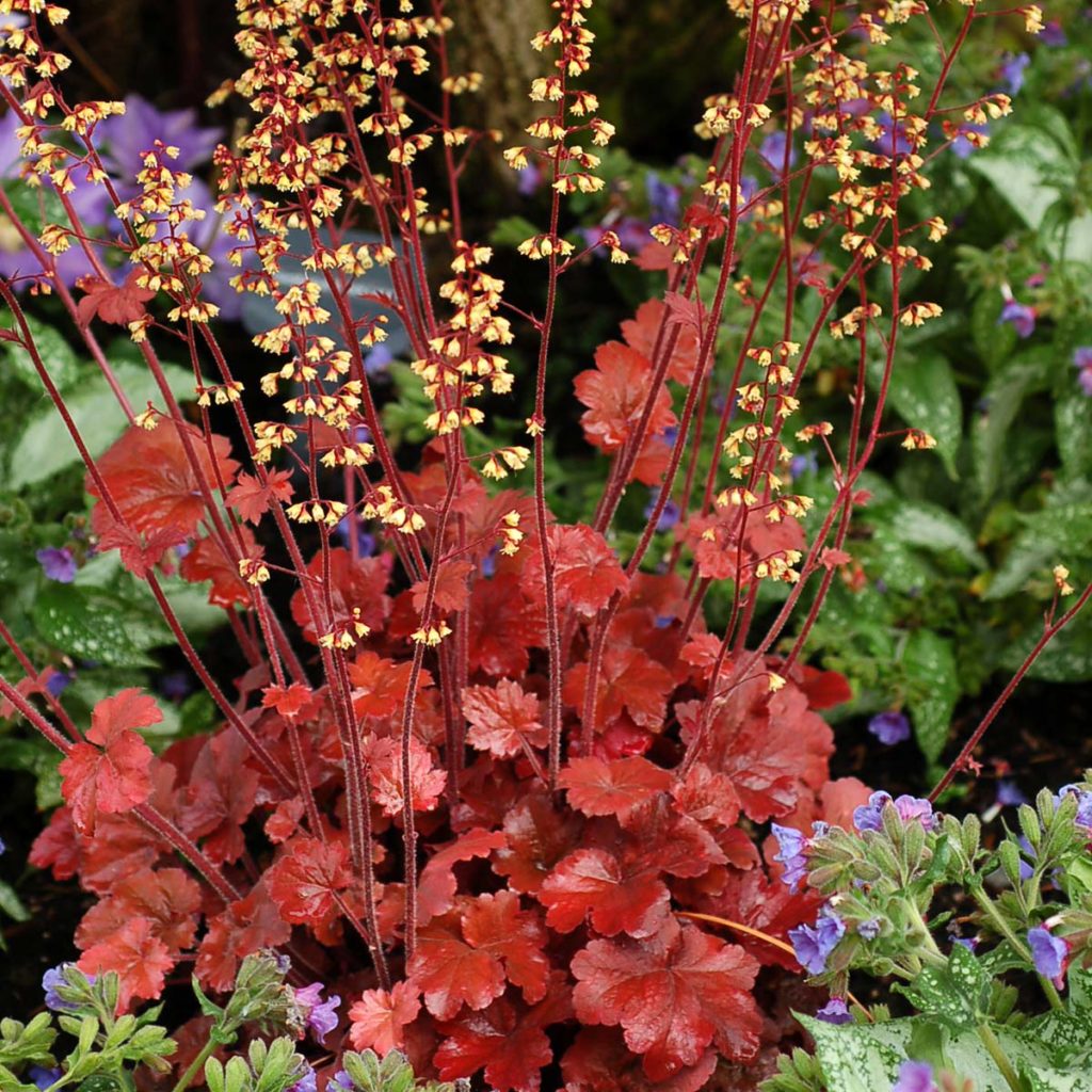 Heuchera ‘Root Beer’ | TERRA NOVA® Nurseries, Inc.