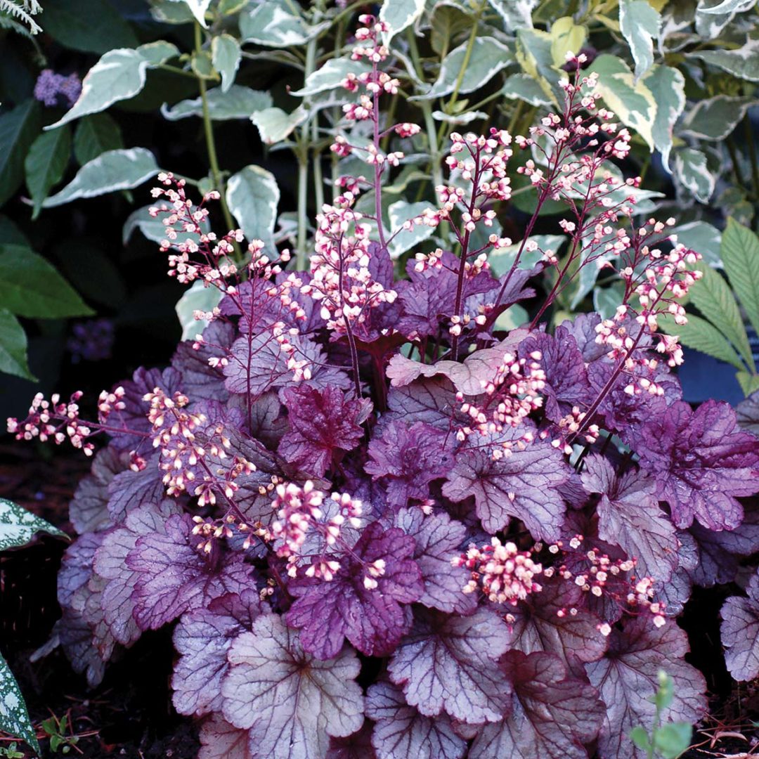 Heuchera ‘Shanghai’ | TERRA NOVA® Nurseries, Inc. Heuchera ‘Shanghai’ | TERRA NOVA® Nurseries, Inc.