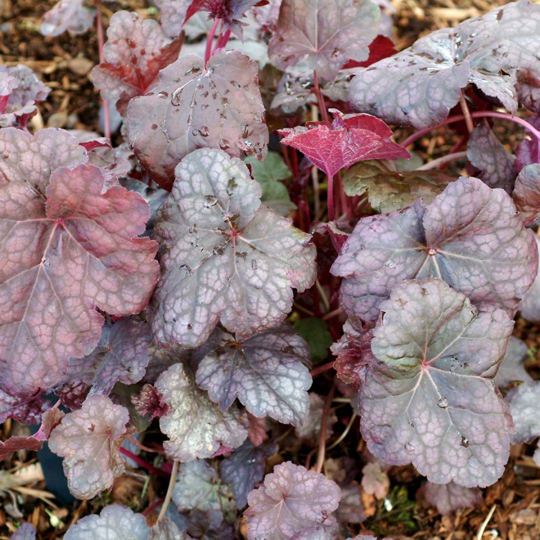 Heuchera ‘Silver Shadows’ | TERRA NOVA® Nurseries, Inc.
