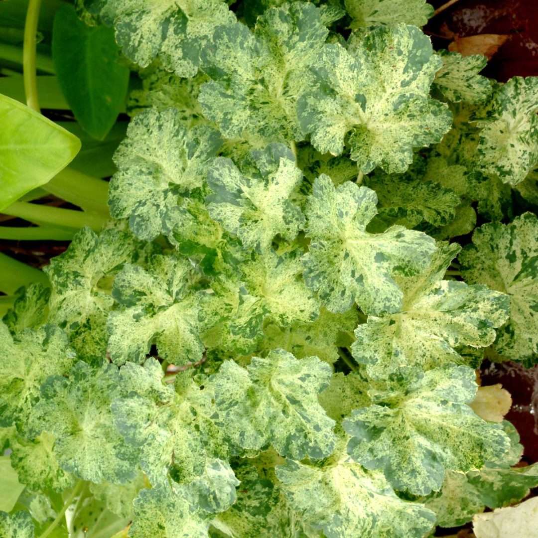 Heuchera ‘Snowfire’ | TERRA NOVA® Nurseries, Inc.