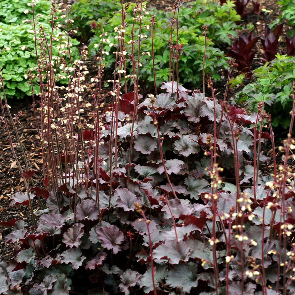 Heuchera ‘Starry Night’ | TERRA NOVA® Nurseries, Inc.