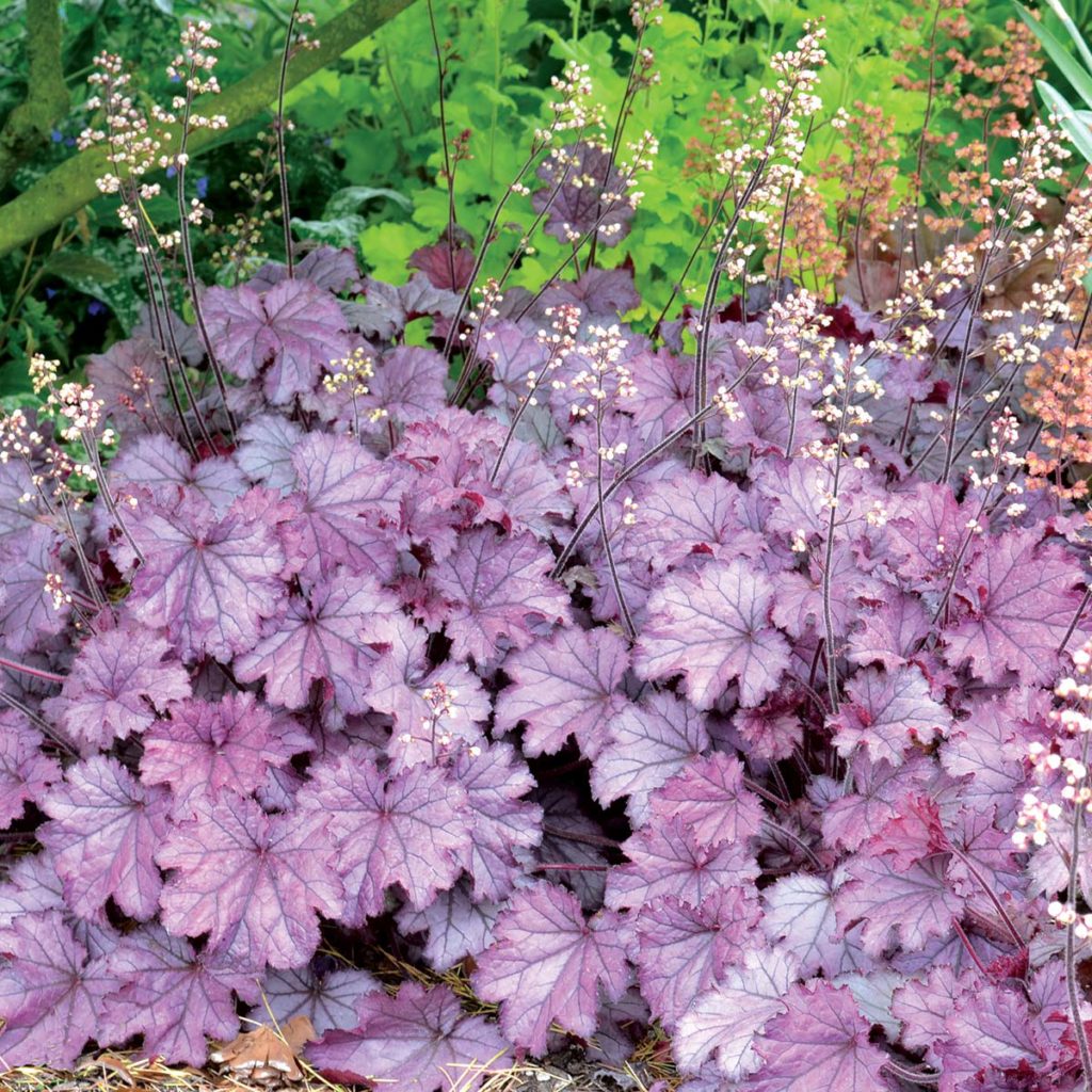 Heuchera LITTLE CUTIES™ Series | TERRA NOVA® Nurseries, Inc.