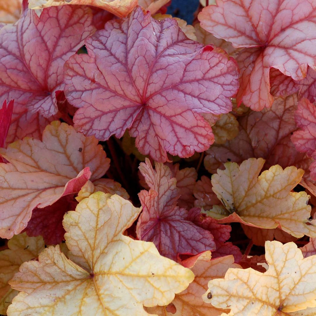 Heuchera ‘Vienna’ | TERRA NOVA® Nurseries, Inc.