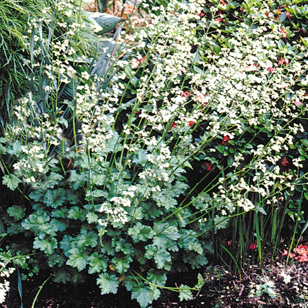 Heuchera ‘White Spires’ | TERRA NOVA® Nurseries, Inc.