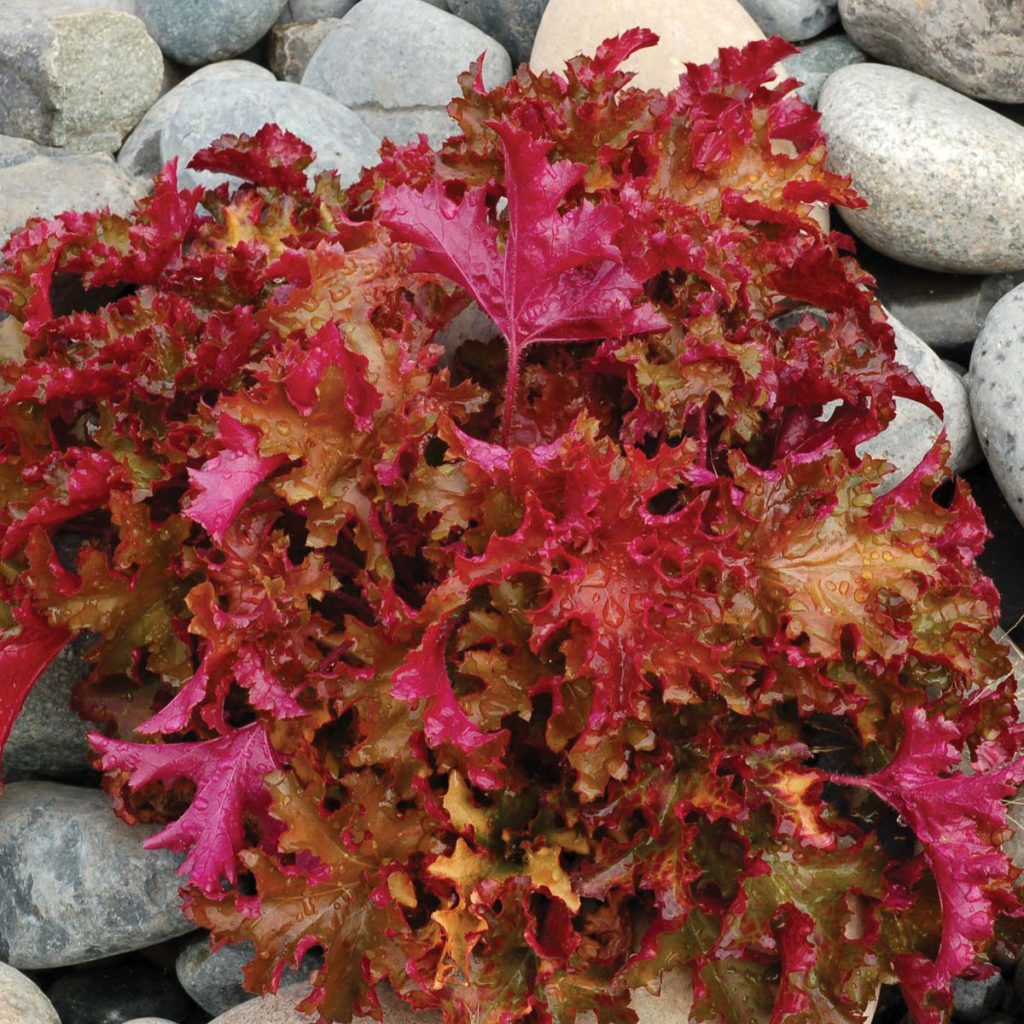 Heuchera ‘Zipper’ | TERRA NOVA® Nurseries, Inc.