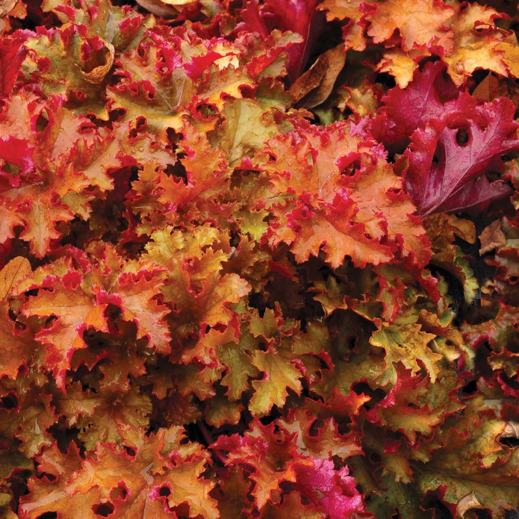 Heuchera ‘Zipper’ | TERRA NOVA® Nurseries, Inc.