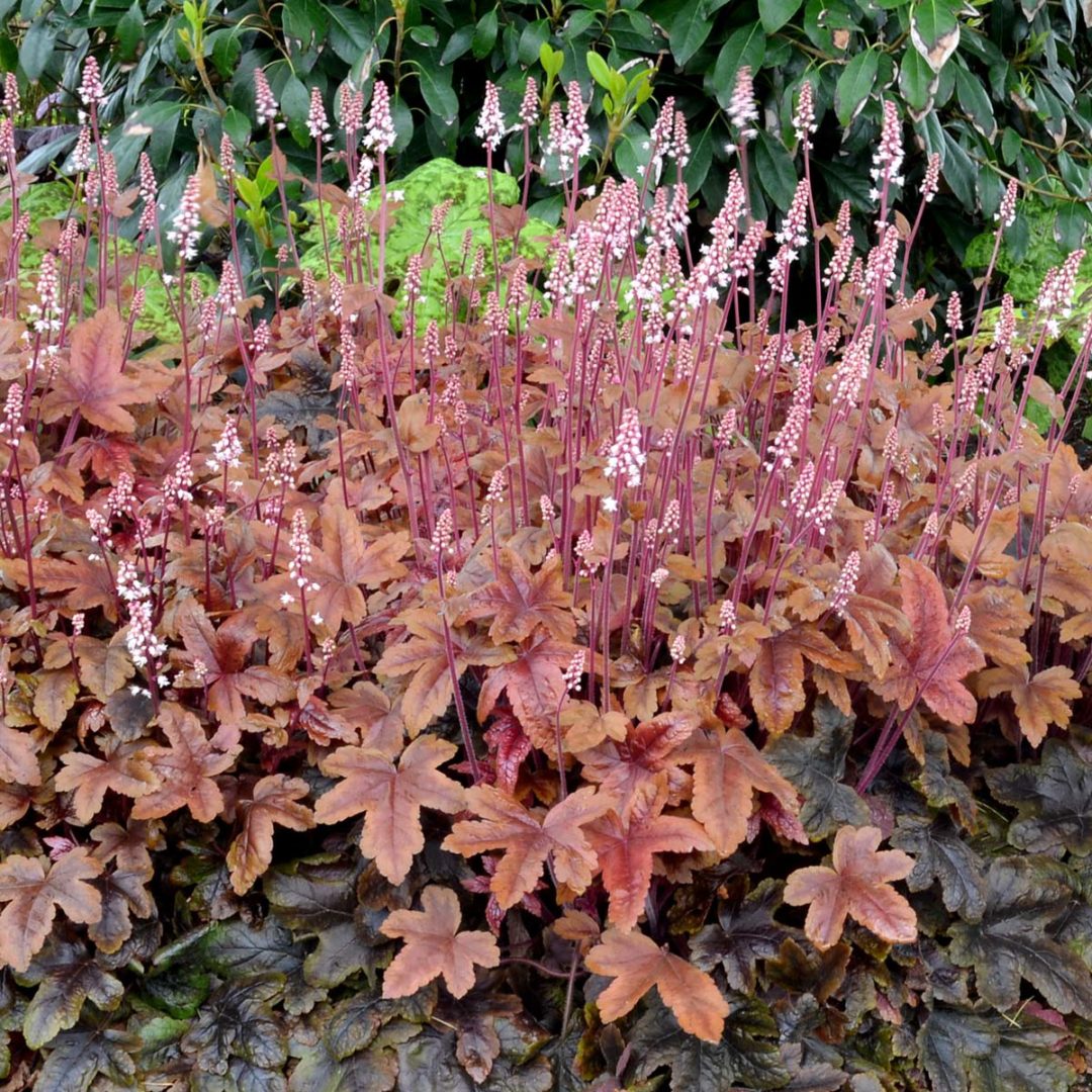 Heucherella | TERRA NOVA® Nurseries, Inc.