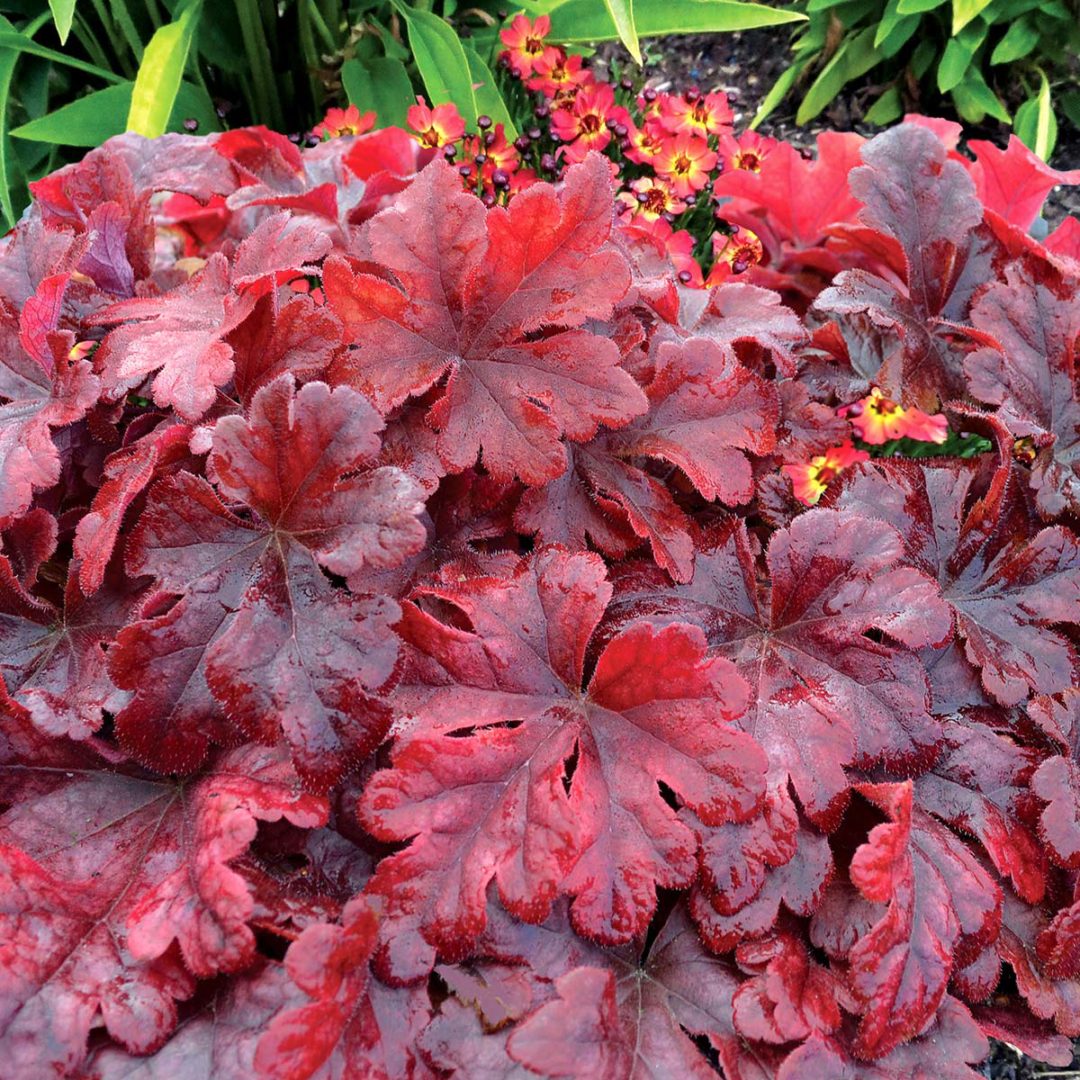 Heucherella ‘Buttered Rum’ | TERRA NOVA® Nurseries, Inc.