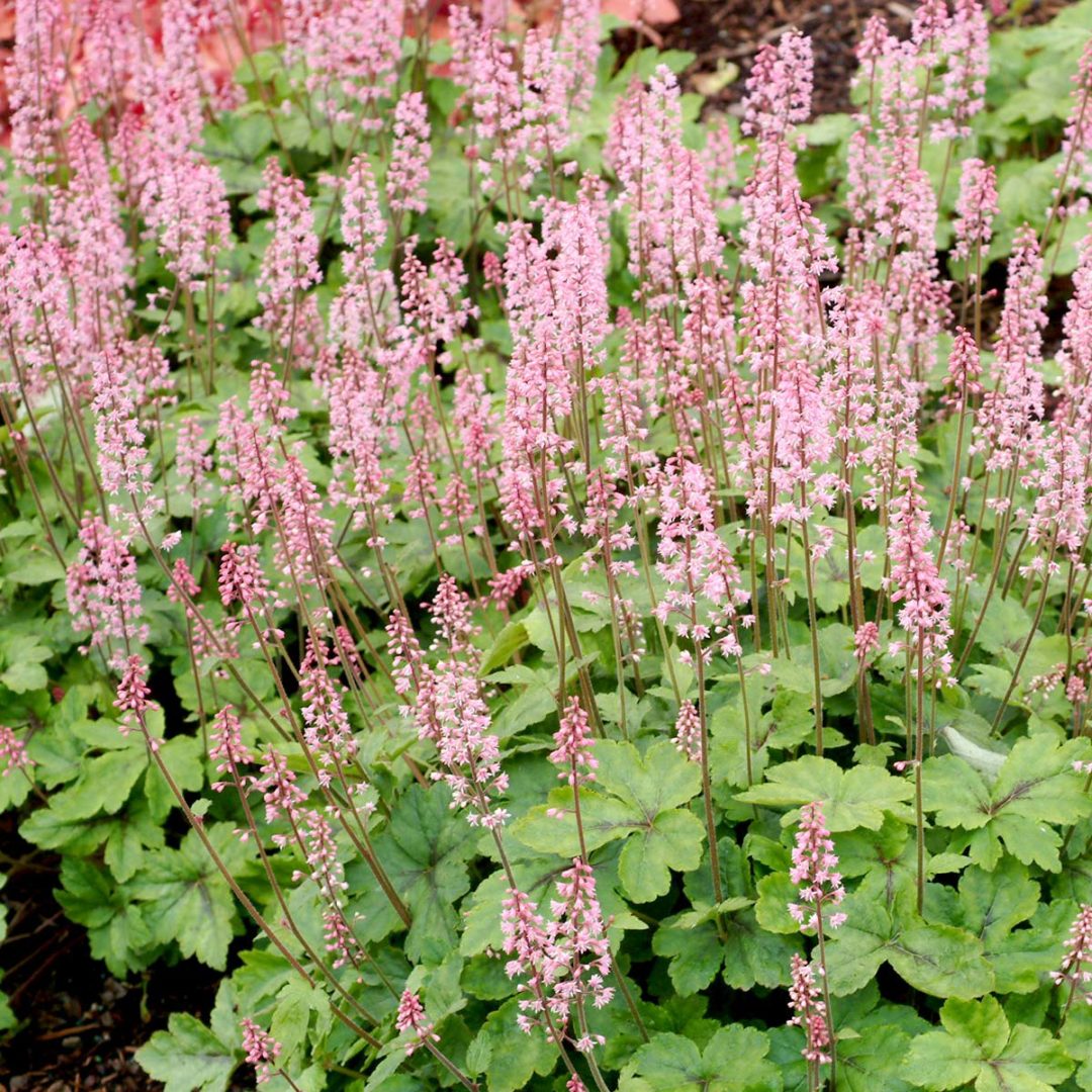 Heucherella ‘Dayglow Pink’ | TERRA NOVA® Nurseries, Inc.