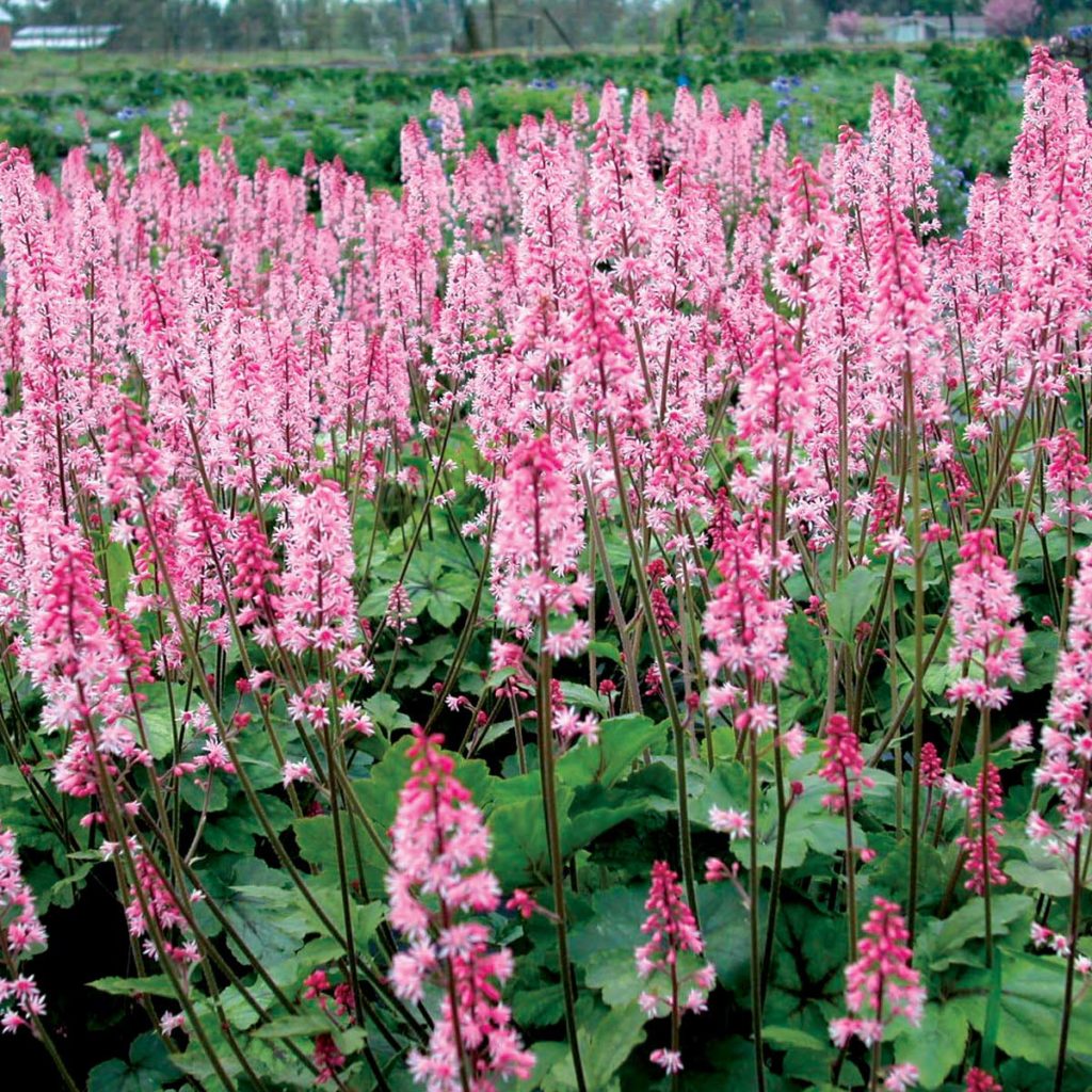 Heucherella ‘Dayglow Pink’ | TERRA NOVA® Nurseries, Inc.