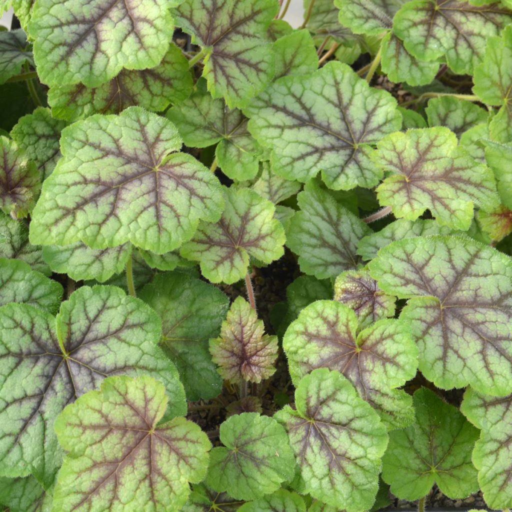 Heucherella ‘Glacier Falls’ | TERRA NOVA® Nurseries, Inc.