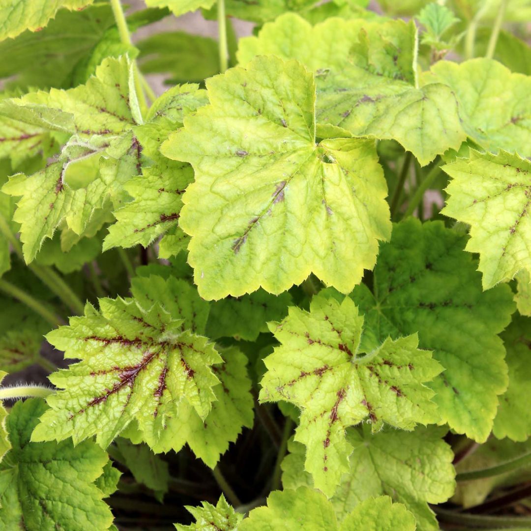 Heucherella ‘Glacier Falls’ | TERRA NOVA® Nurseries, Inc.