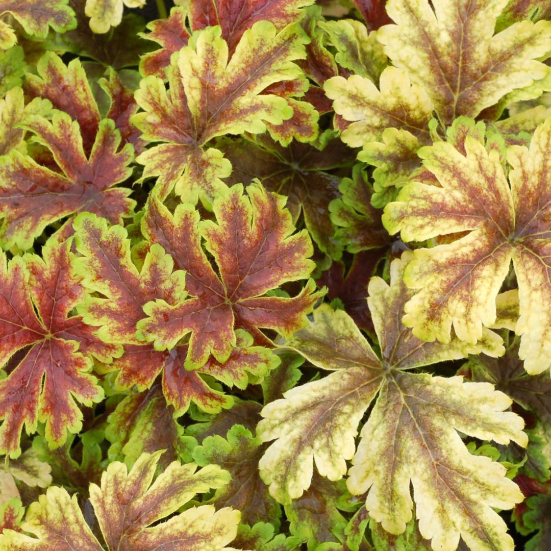 Heucherella ‘Gold Zebra’ | TERRA NOVA® Nurseries, Inc.