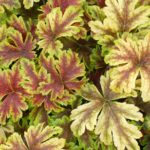 Heucherella ‘Gold Zebra’ | TERRA NOVA® Nurseries, Inc.