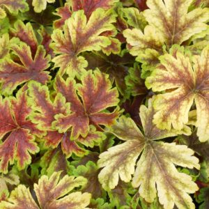Heucherella ‘Gold Zebra’ | TERRA NOVA® Nurseries, Inc.
