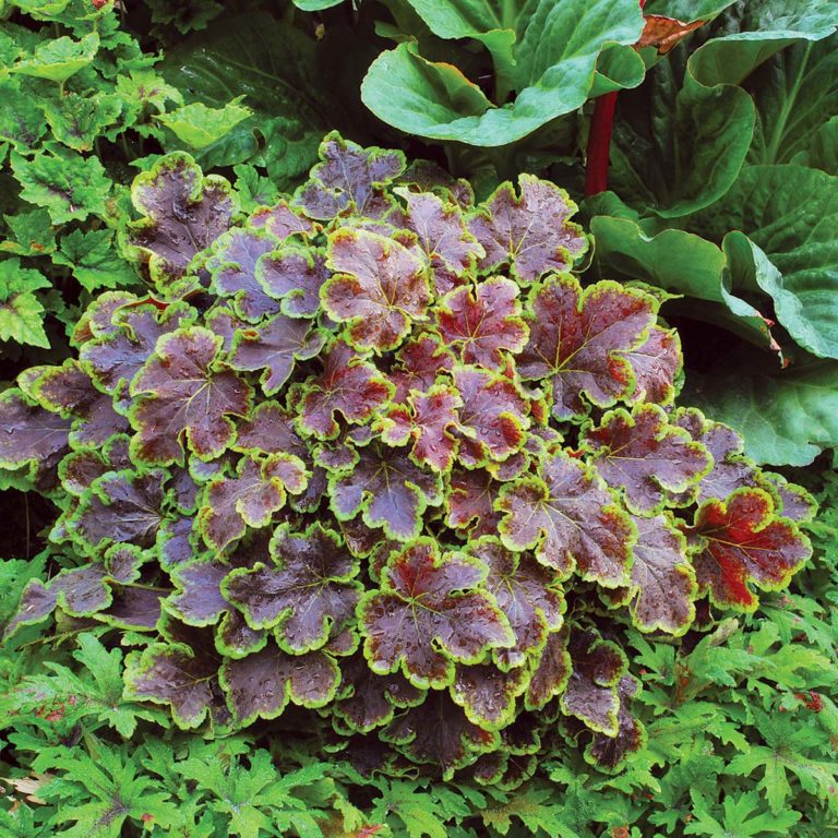 Heucherella | TERRA NOVA® Nurseries, Inc.