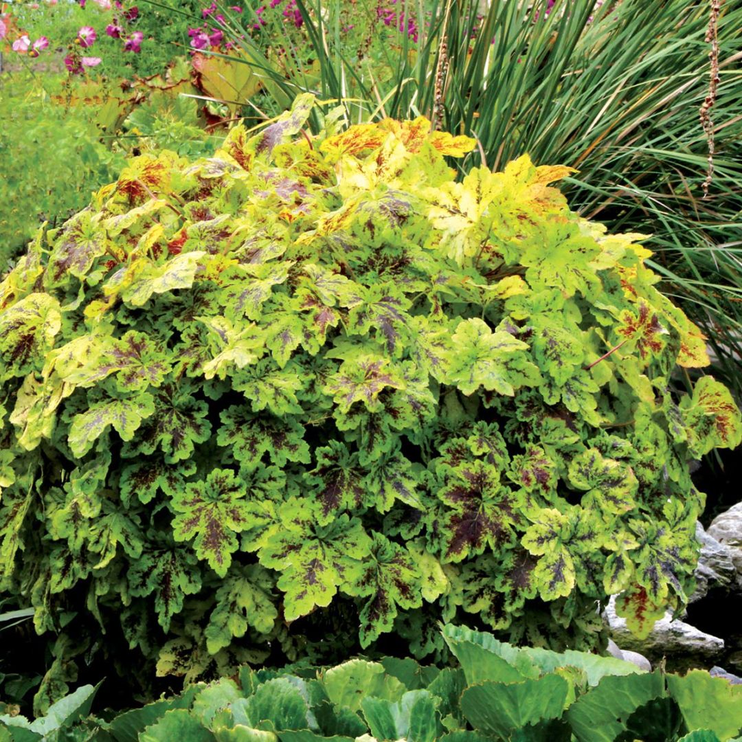 Heucherella | TERRA NOVA® Nurseries, Inc.