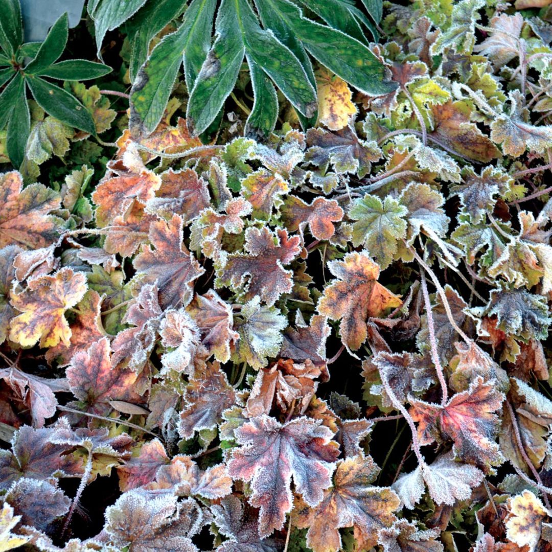 Heucherella ‘Solar Power’ | TERRA NOVA® Nurseries, Inc.