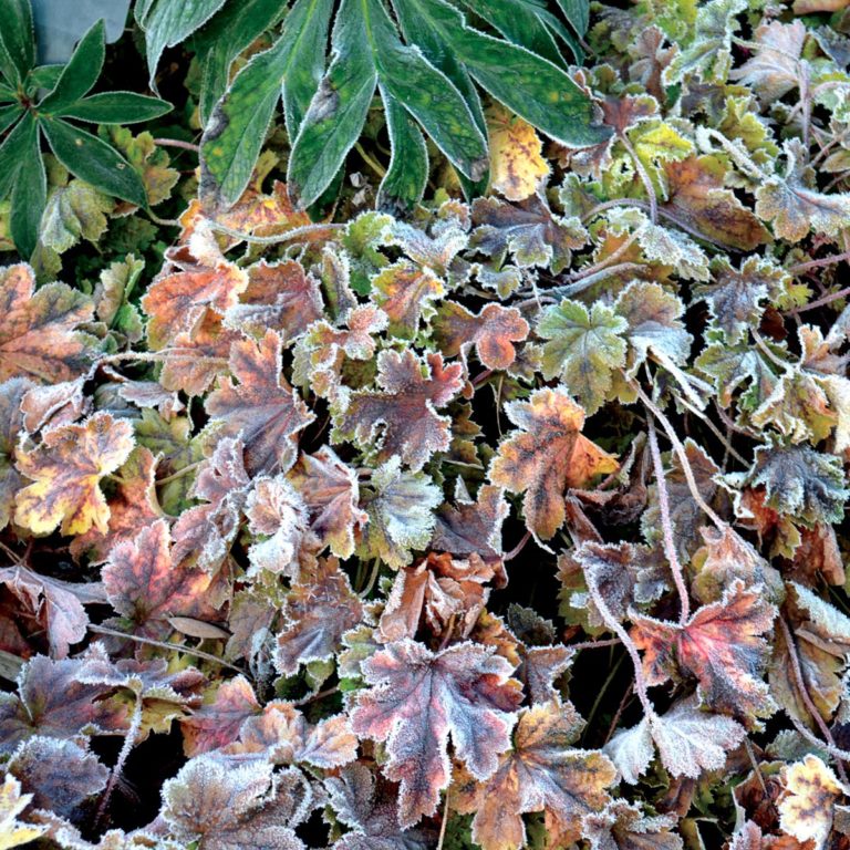 Heucherella ‘Solar Power’ | TERRA NOVA® Nurseries, Inc.