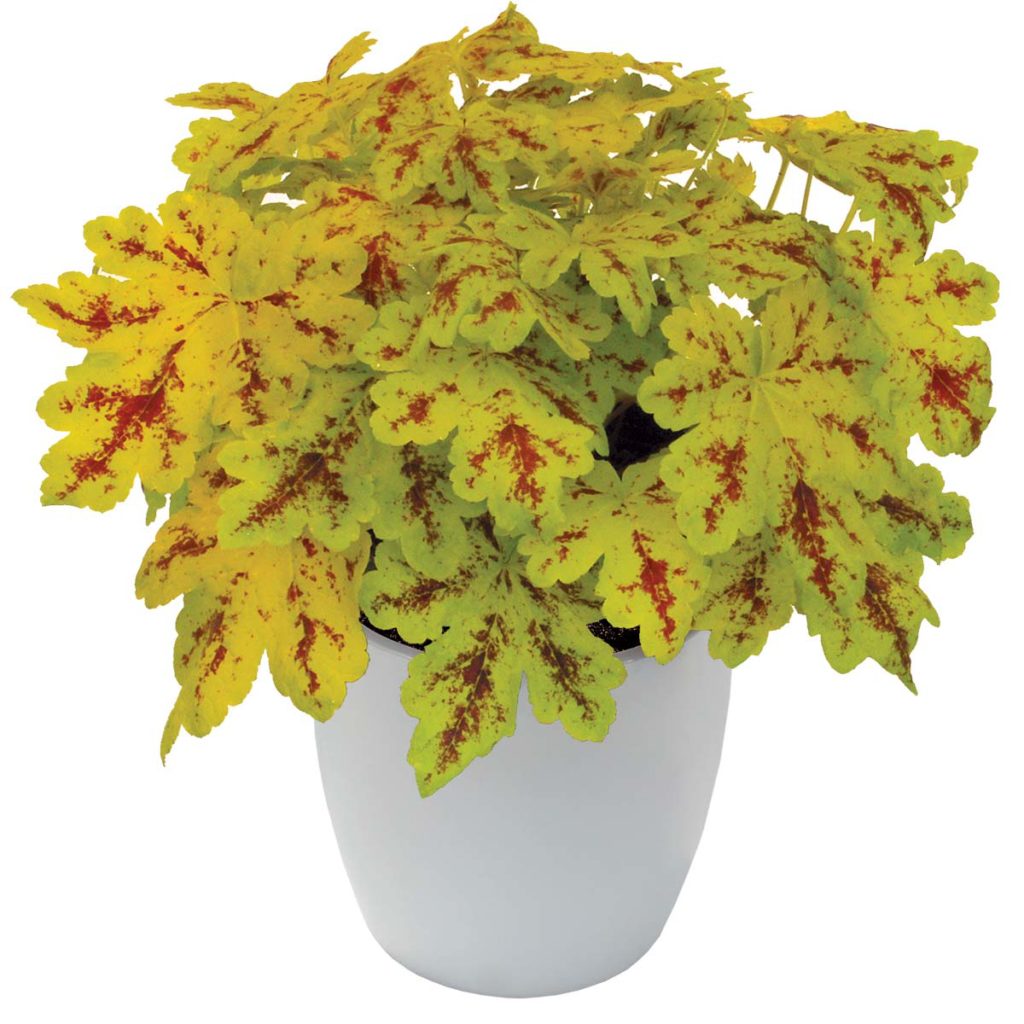 Heucherella ‘Solar Power’ | TERRA NOVA® Nurseries, Inc.