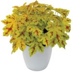 Heucherella ‘Solar Power’ | TERRA NOVA® Nurseries, Inc.