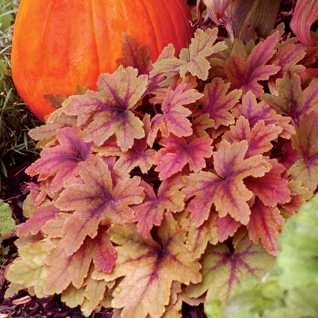 Heucherella ‘Sweet Tea’ | TERRA NOVA® Nurseries, Inc.