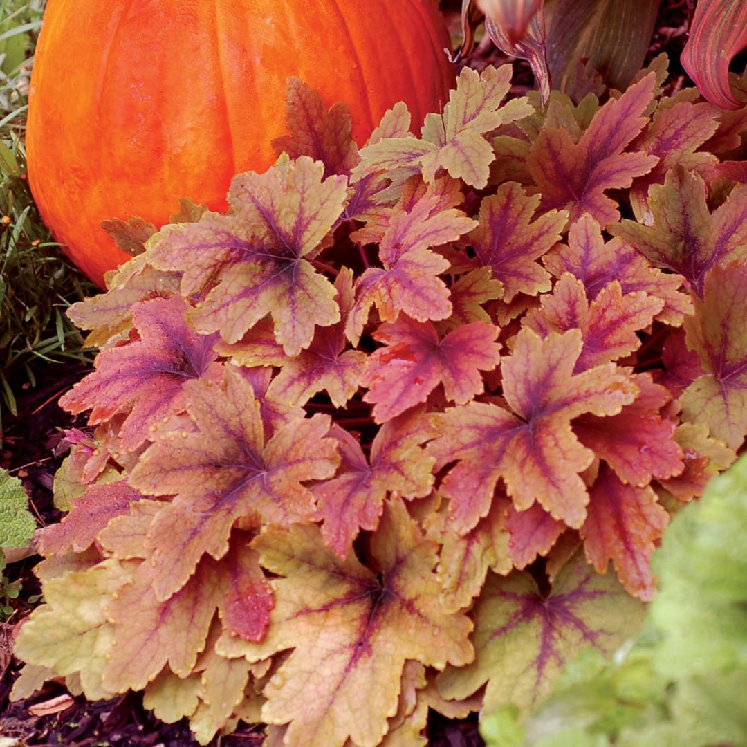 Heucherella | TERRA NOVA® Nurseries, Inc.