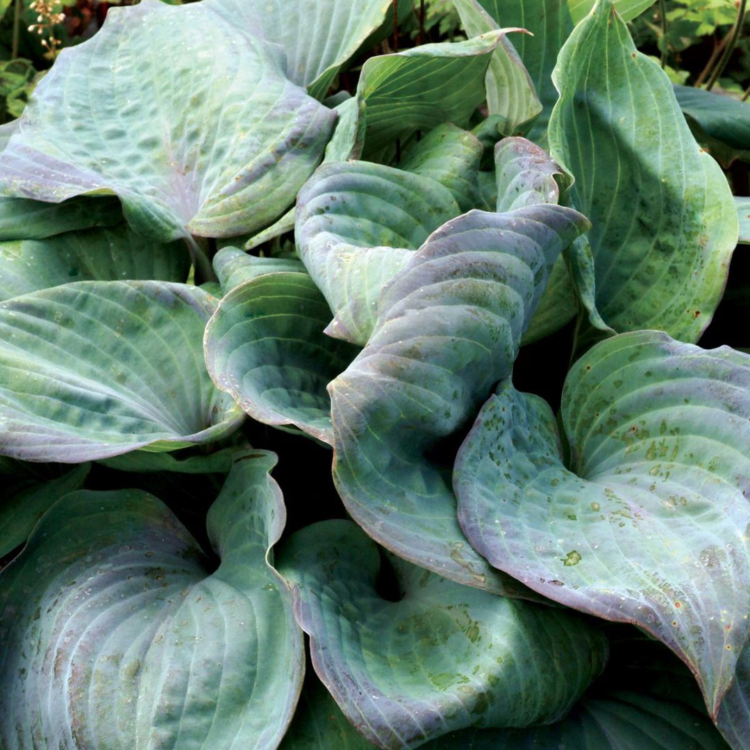 Hosta ‘Aquamarine’ | TERRA NOVA® Nurseries, Inc.
