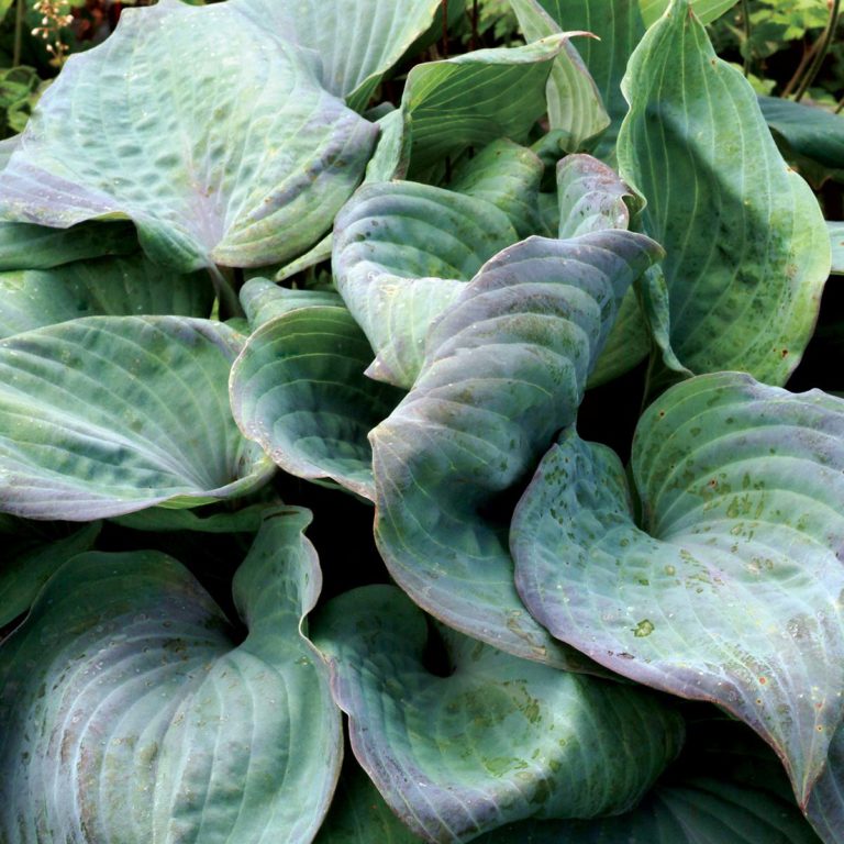 Hosta ‘Aquamarine’ | TERRA NOVA® Nurseries, Inc.