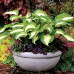 Hosta ‘Raspberry Sundae’ | TERRA NOVA® Nurseries, Inc.
