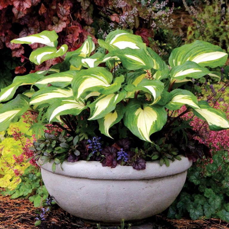Hosta ‘Raspberry Sundae’ | TERRA NOVA® Nurseries, Inc.