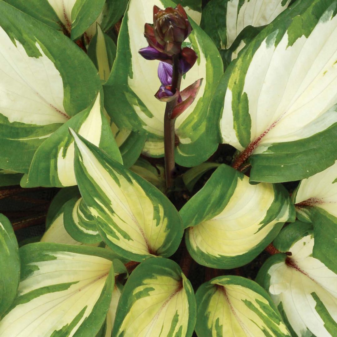 Hosta ‘Raspberry Sundae’ | TERRA NOVA® Nurseries, Inc.