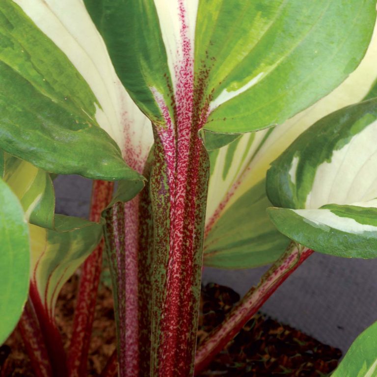 Hosta ‘Raspberry Sundae’ | TERRA NOVA® Nurseries, Inc.