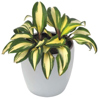 Hosta ‘Raspberry Sundae’ | TERRA NOVA® Nurseries, Inc.