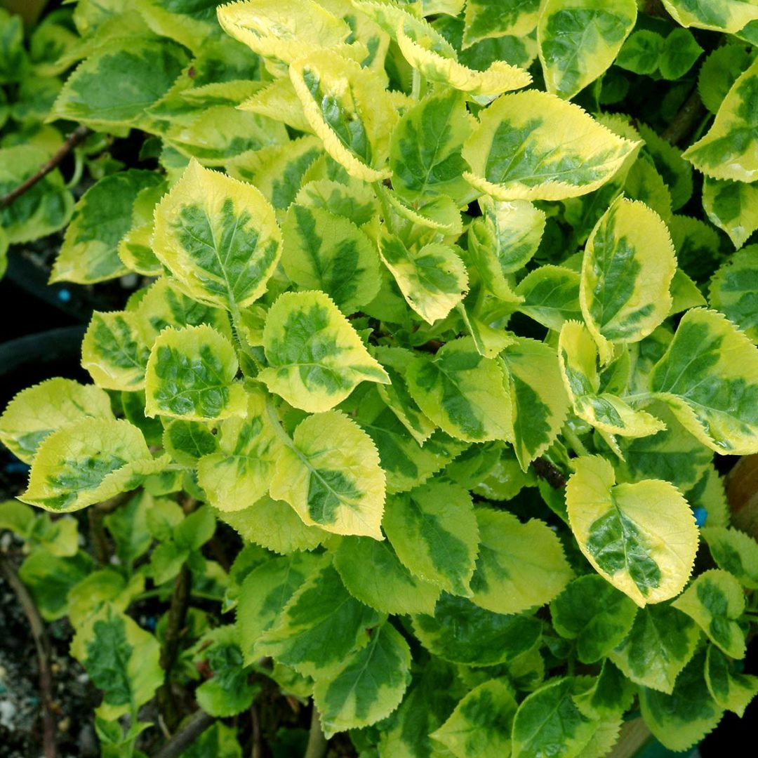 Hydrangea ‘Mirranda’ | TERRA NOVA® Nurseries, Inc.