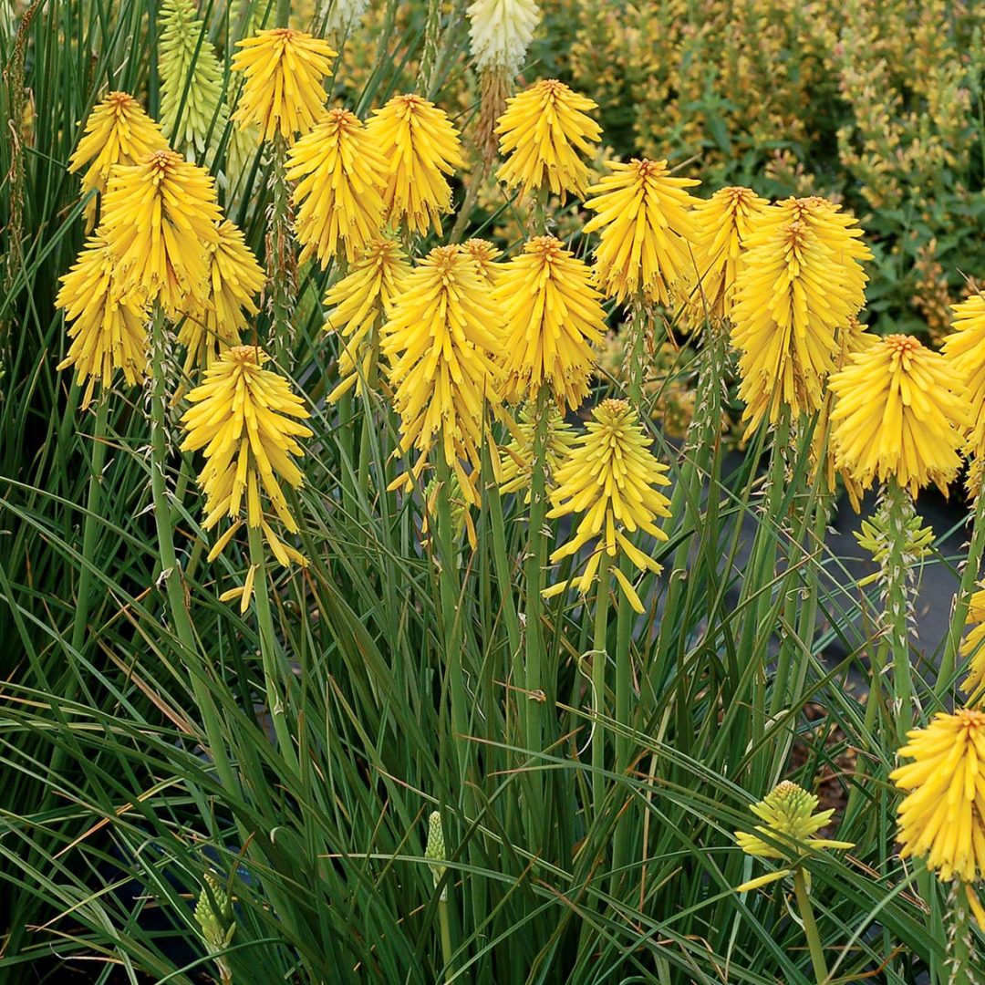 Kniphofia ‘Banana Popsicle’ | TERRA NOVA® Nurseries, Inc.