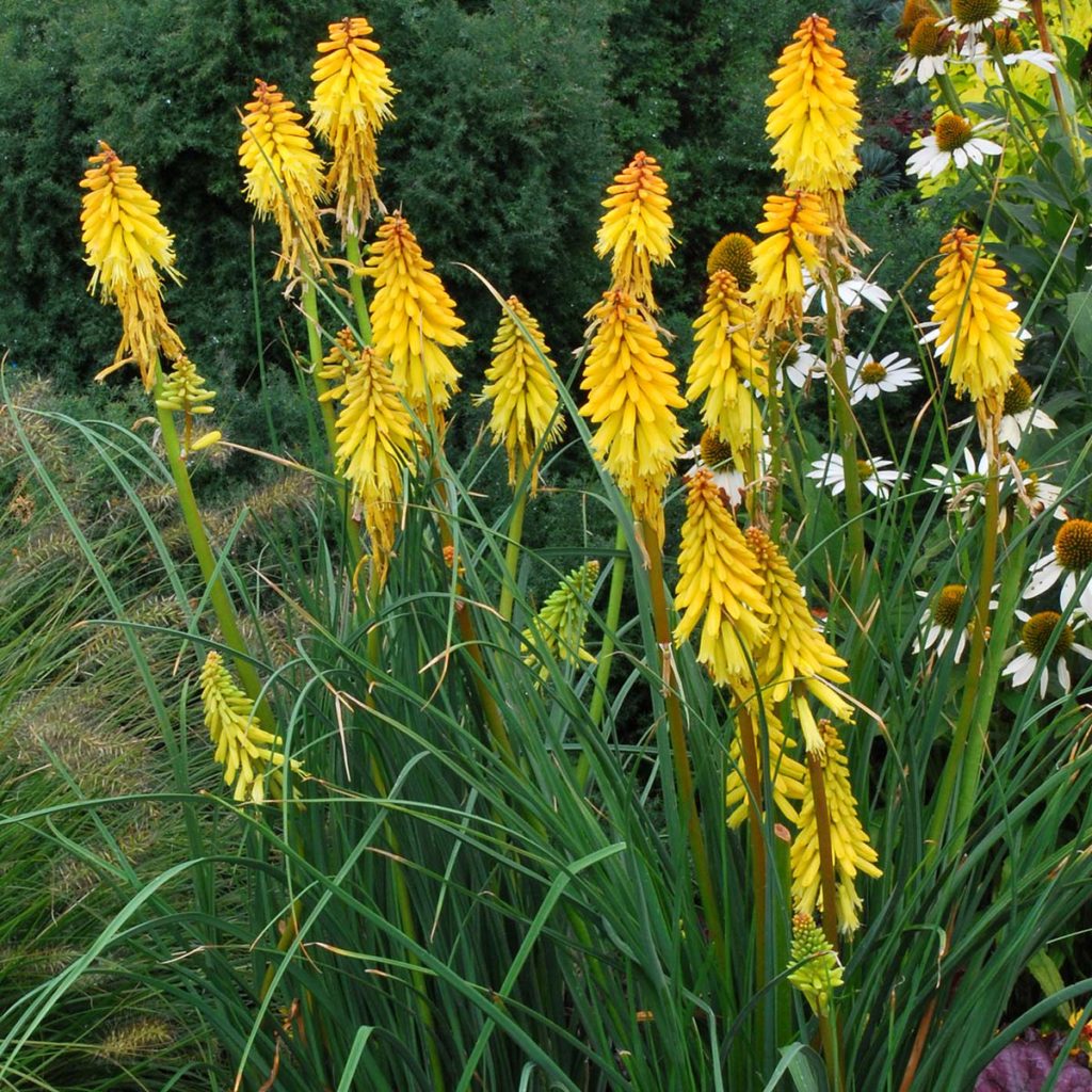 Kniphofia ‘Banana Popsicle’ | TERRA NOVA® Nurseries, Inc.