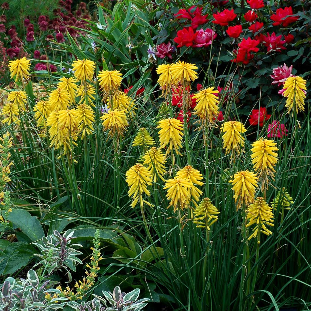 Kniphofia ‘Banana Popsicle’ | TERRA NOVA® Nurseries, Inc.