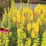 Kniphofia | TERRA NOVA® Nurseries, Inc.