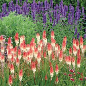 Kniphofia | TERRA NOVA® Nurseries, Inc.