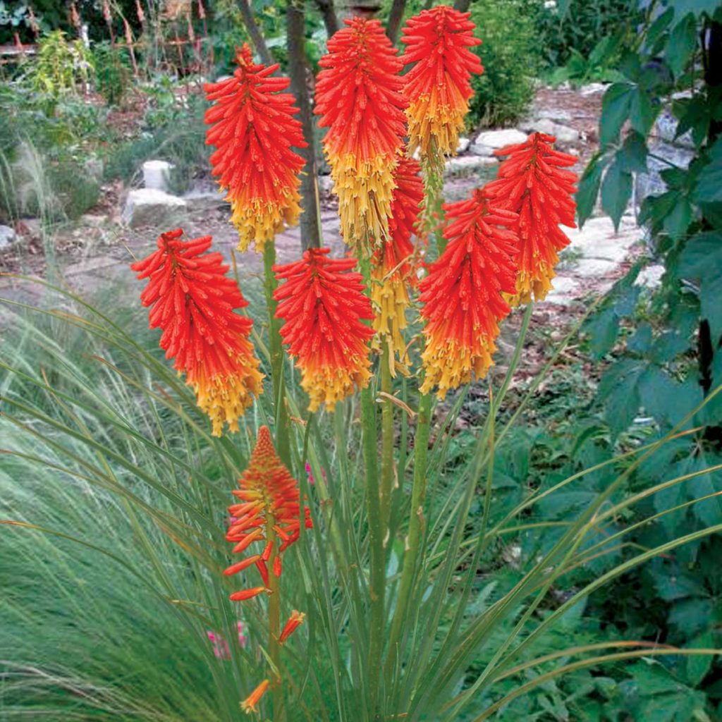 Kniphofia POPSICLE™ Series | TERRA NOVA® Nurseries, Inc.