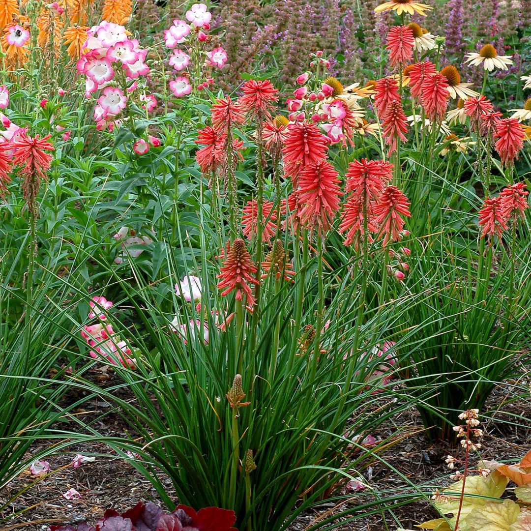 Kniphofia POCO™ ‘Red’ | TERRA NOVA® Nurseries, Inc.